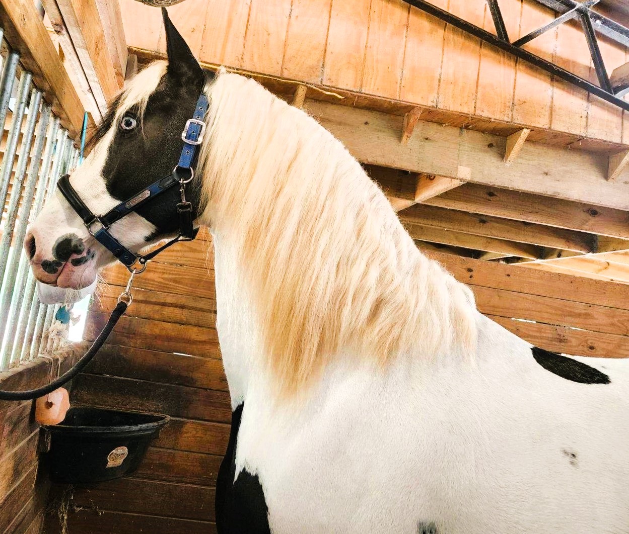 Testimonials from Happy Friesian Horse Owners