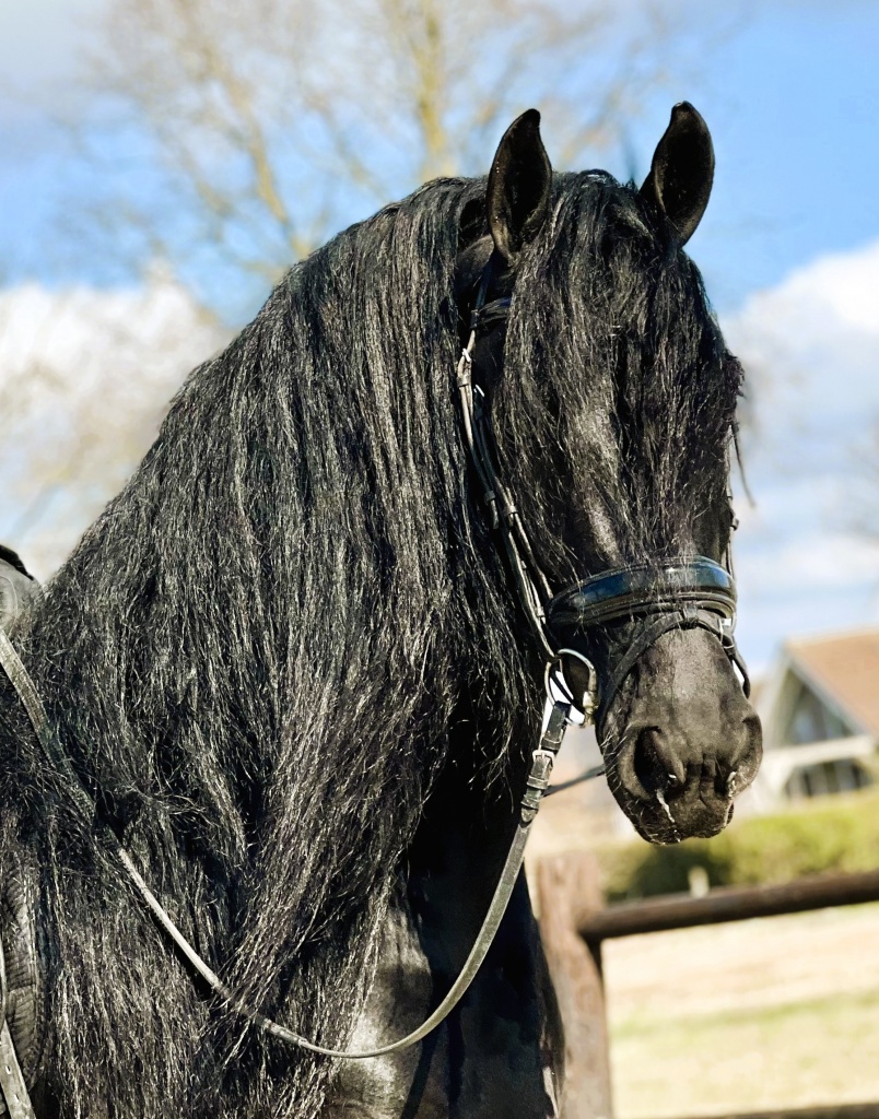 Pure Strenght Horses Friesians How Much Does A Friesian Horse Cost?