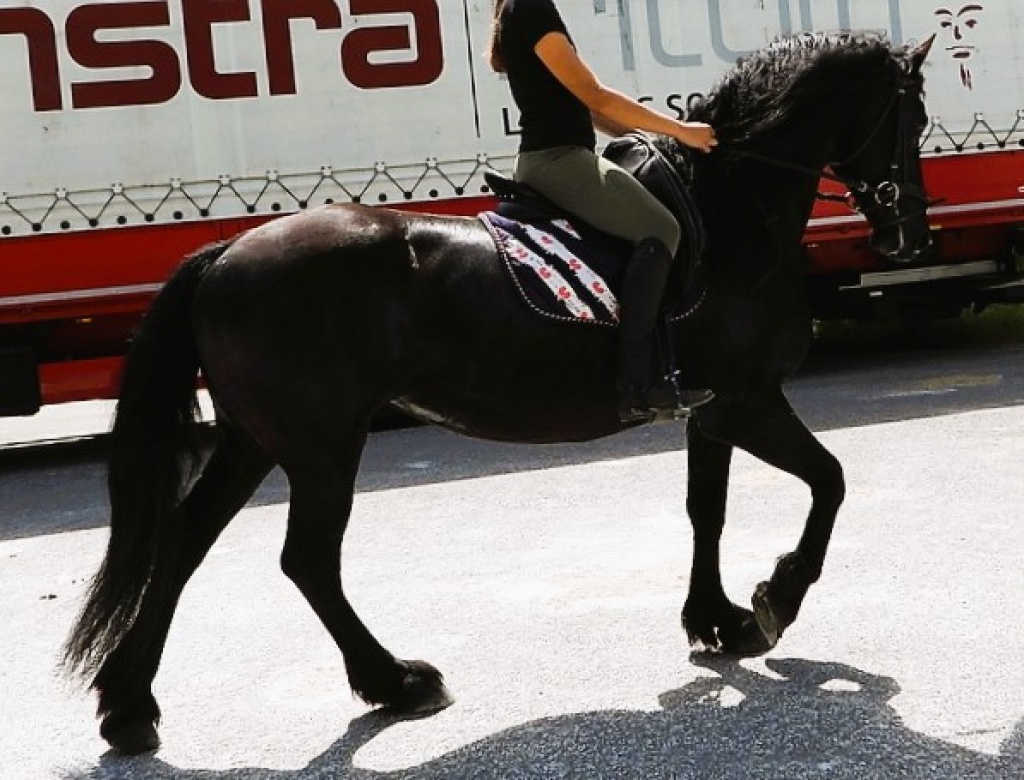 HAILEY - Friesian Horse for Sale