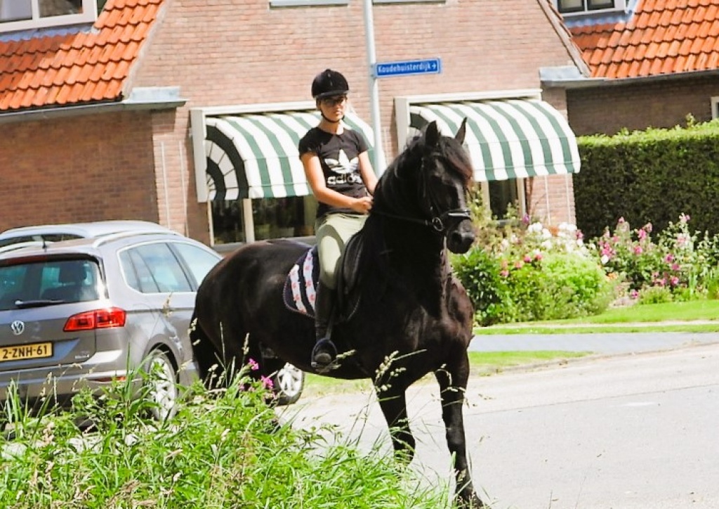 HAILEY - Friesian Horse for Sale