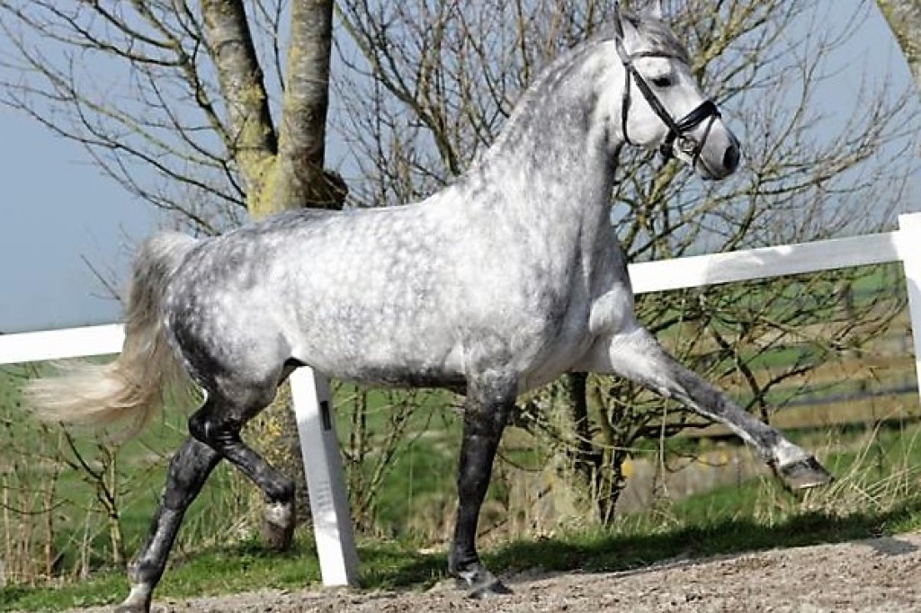 SILVER KNIGHT - Friesian Horse for Sale