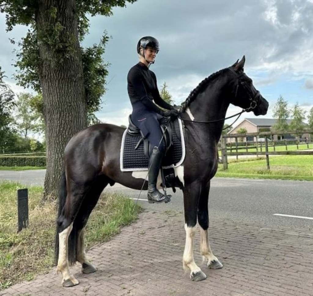 KADEN STER - Friesian Horse for Sale
