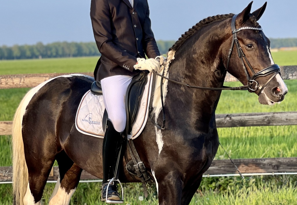 KENZO - Friesian Horse for Sale
