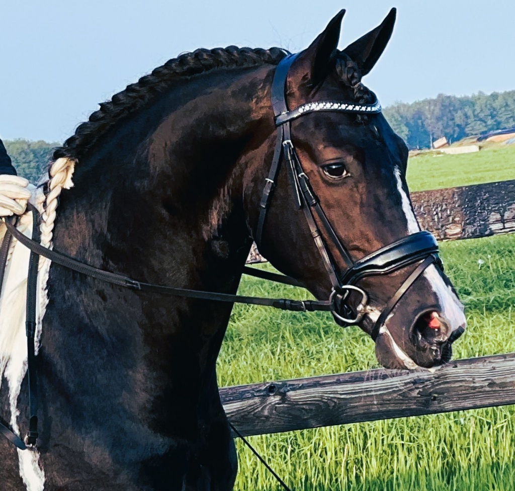 KENZO - Friesian Horse for Sale