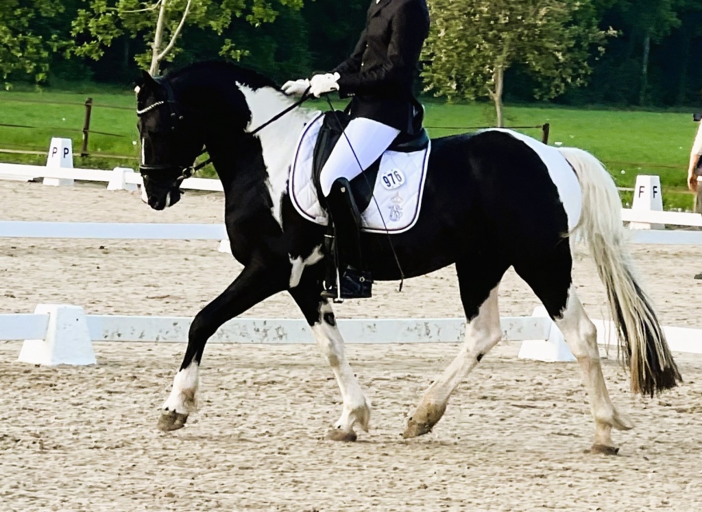 KENZO - Friesian Horse for Sale