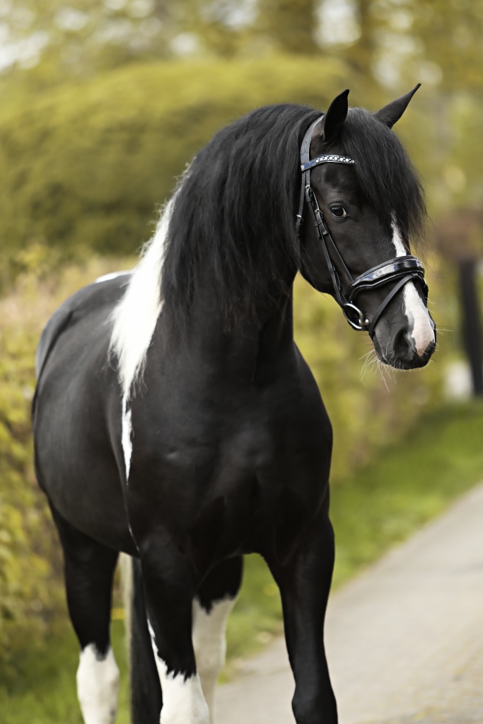 KENZO - Friesian Horse for Sale