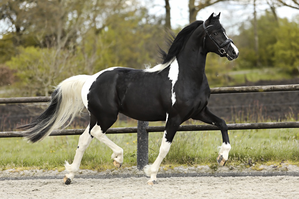 KENZO - Friesian Horse for Sale