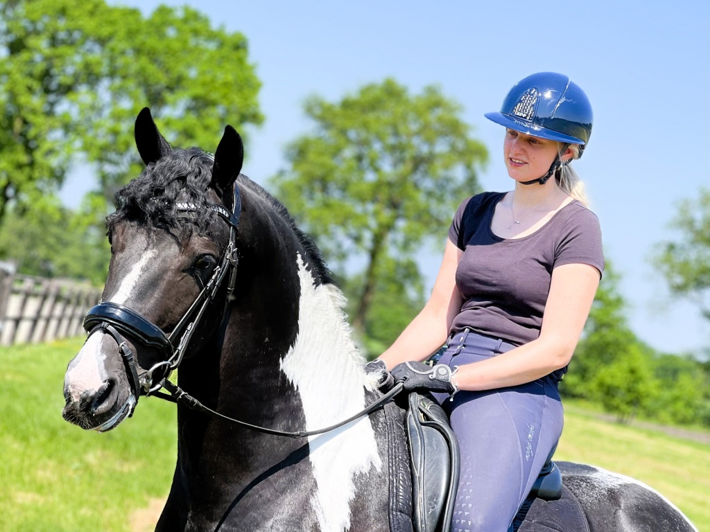 KENZO - Friesian Horse for Sale