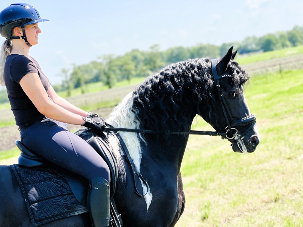 KENZO - Friesian Horse for Sale