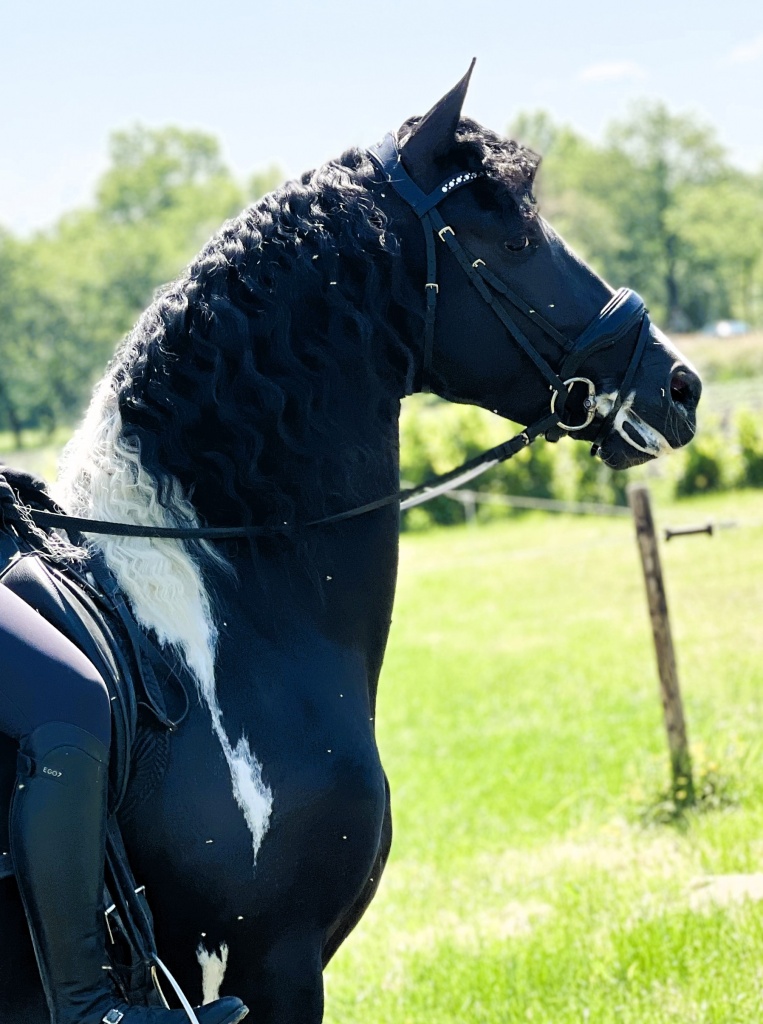 KENZO - Friesian Horse for Sale
