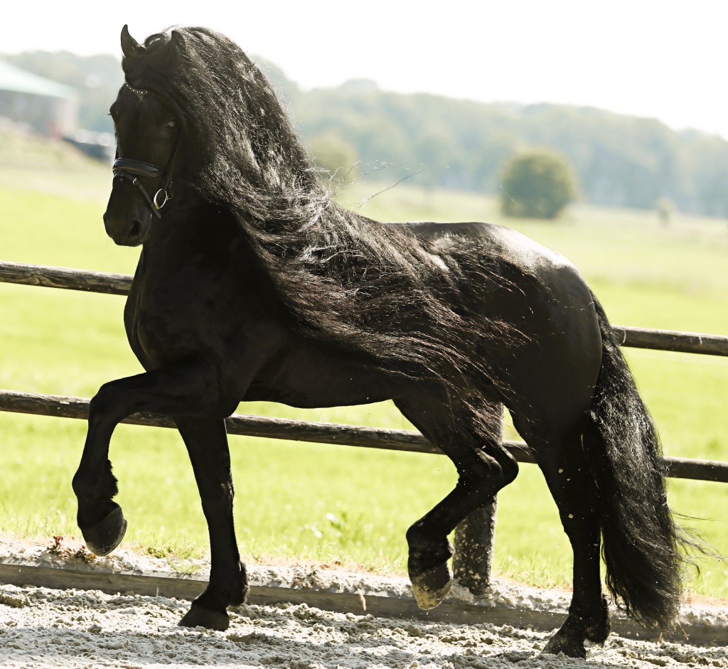 RAVEN BSF - Friesian Horse for Sale