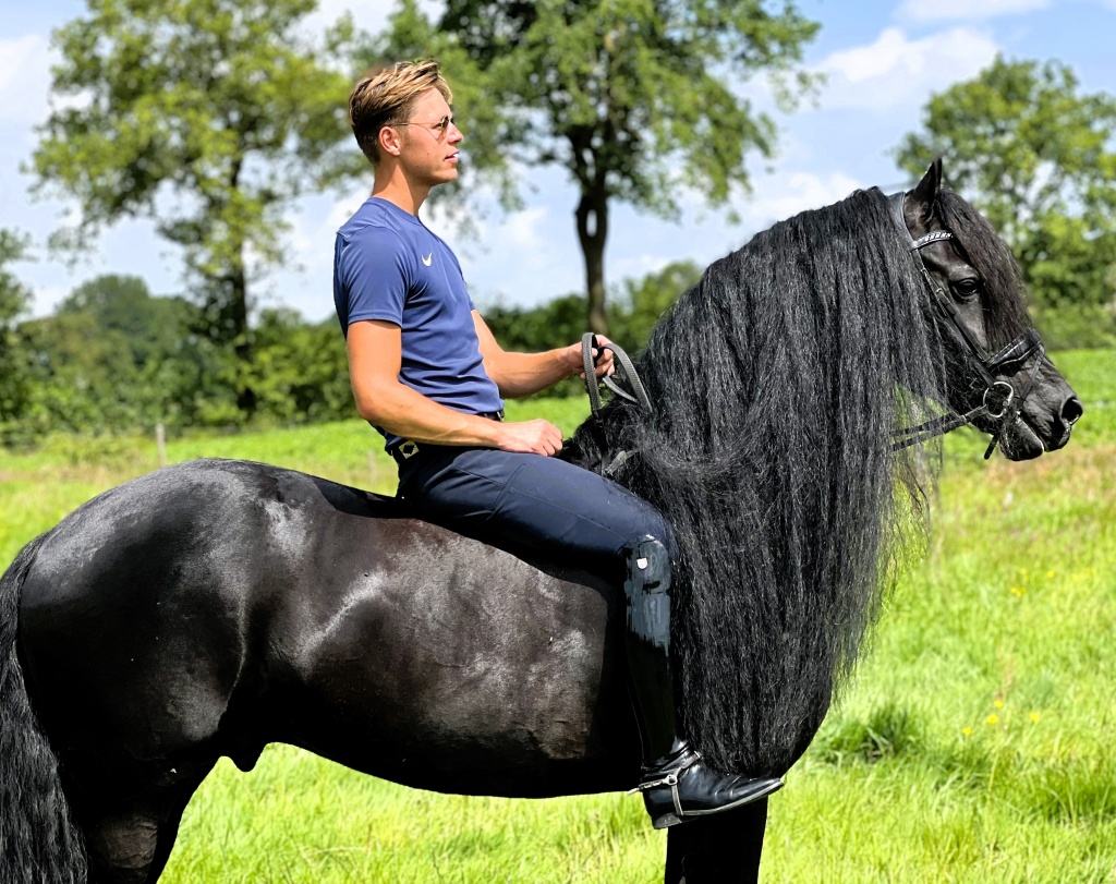 KAS - Friesian Horse for Sale