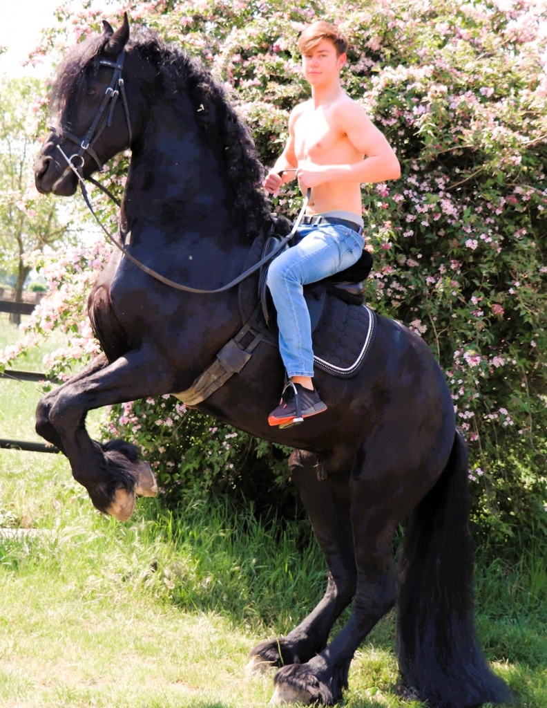 KAS - Friesian Horse for Sale