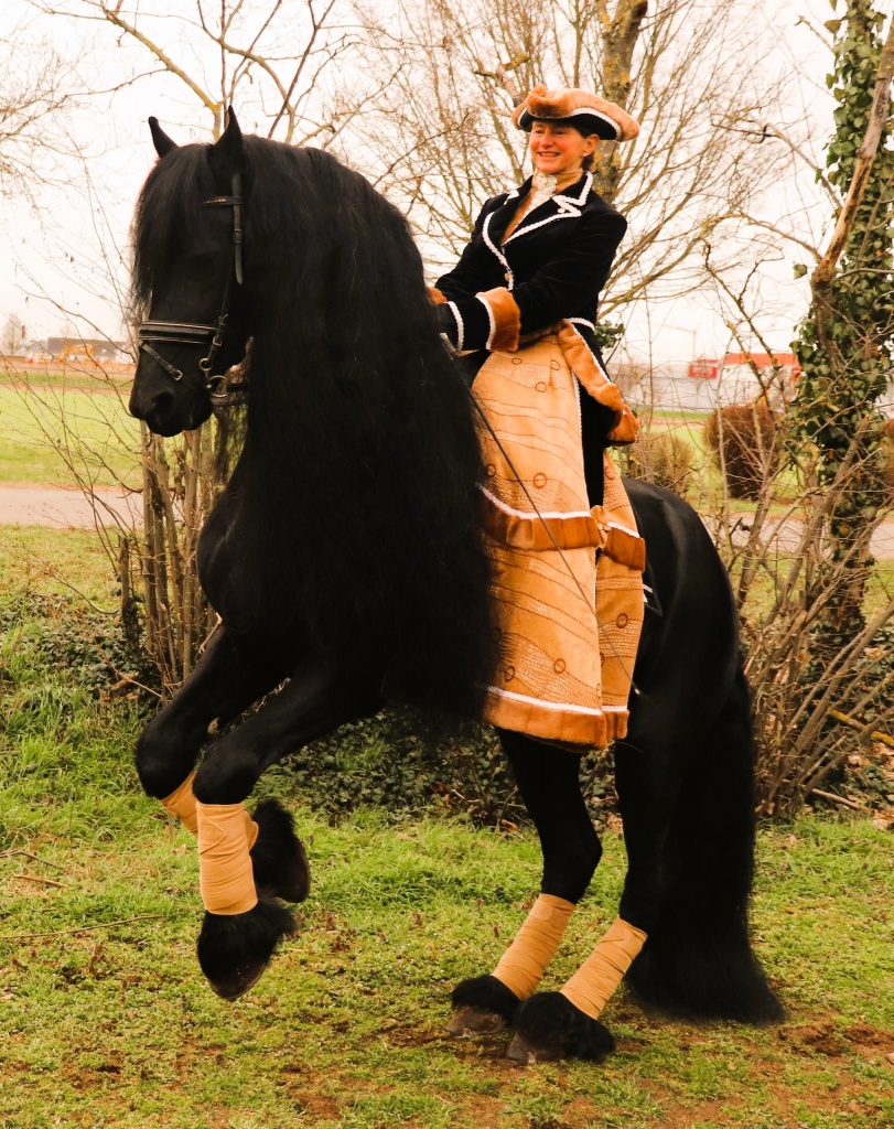 KAS - Friesian Horse for Sale