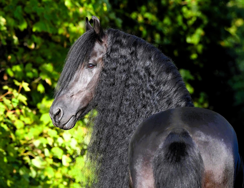 KAS - Friesian Horse for Sale