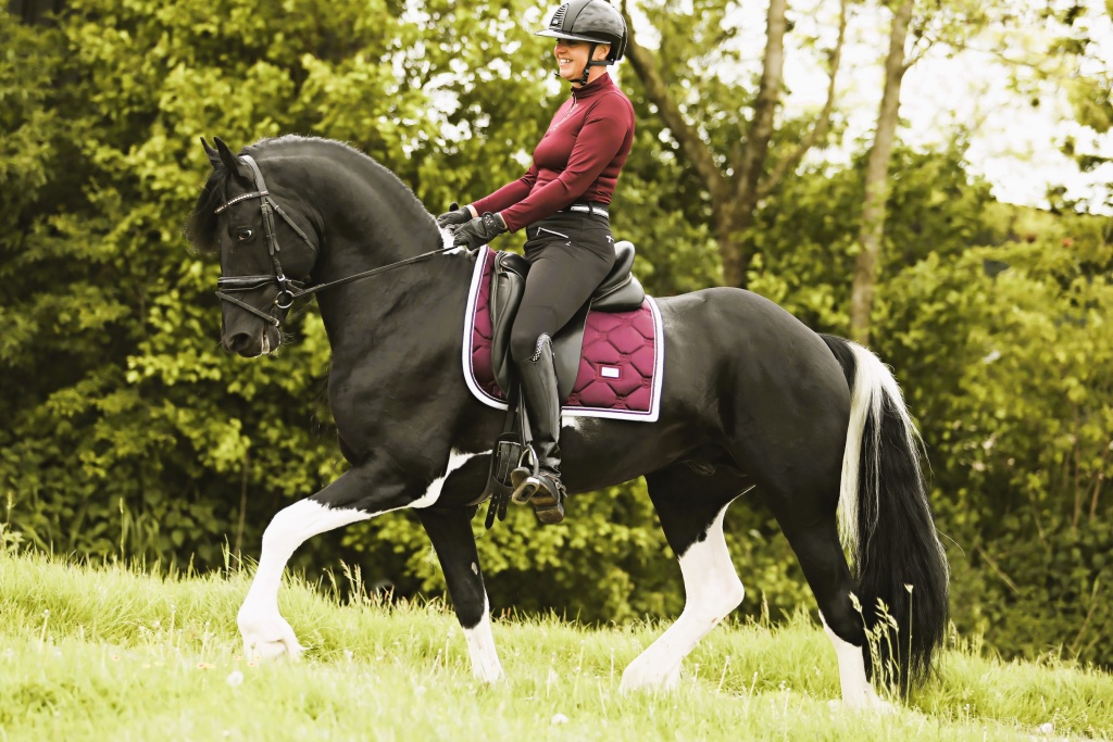 FINLEY - Friesian Horse for Sale