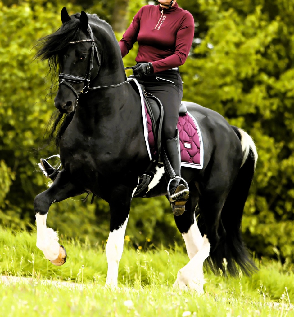 FINLEY - Friesian Horse for Sale