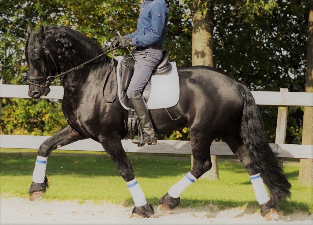 PRADA BSF STER - Friesian Horse for Sale