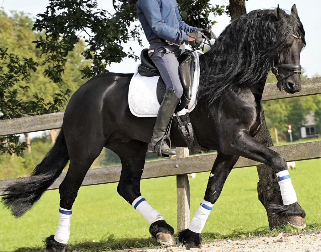 PRADA BSF STER - Friesian Horse for Sale