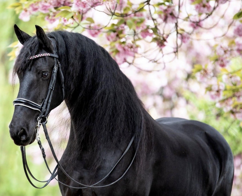 Franka KROON & SPORT - Friesian Horse for Sale
