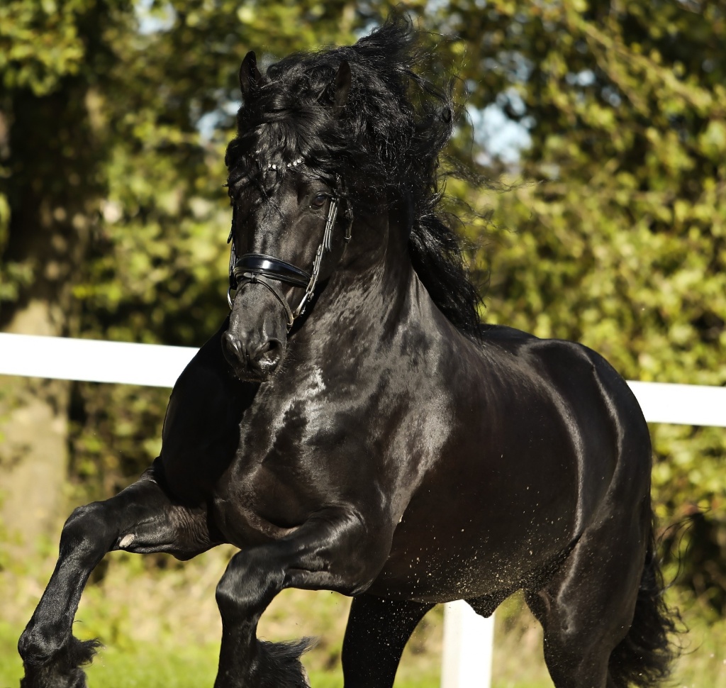 RYDER SPORT - Friesian Horse for Sale