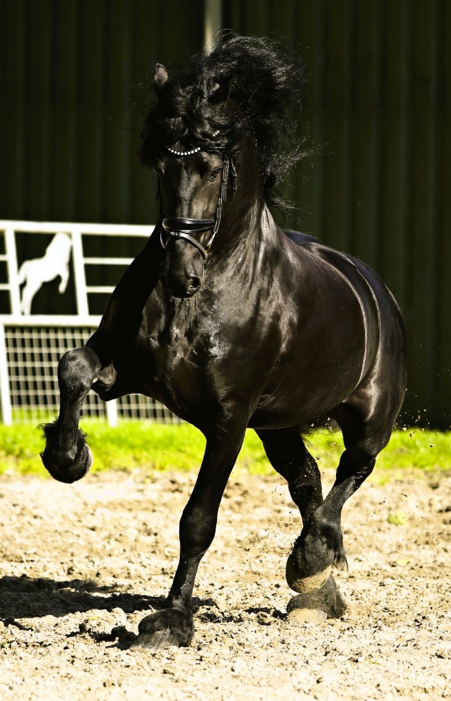 RYDER SPORT - Friesian Horse for Sale