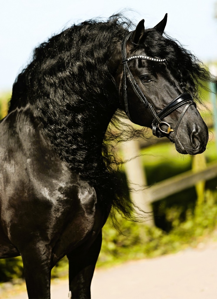 RYDER SPORT - Friesian Horse for Sale