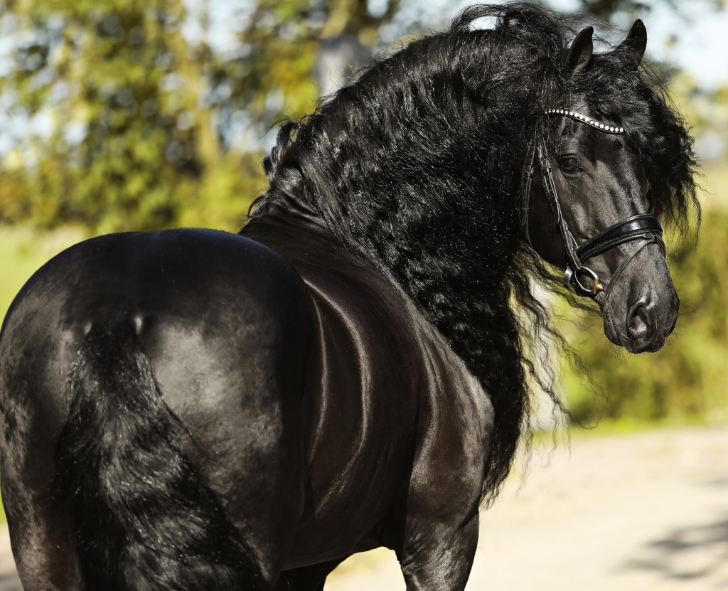 RYDER SPORT - Friesian Horse for Sale