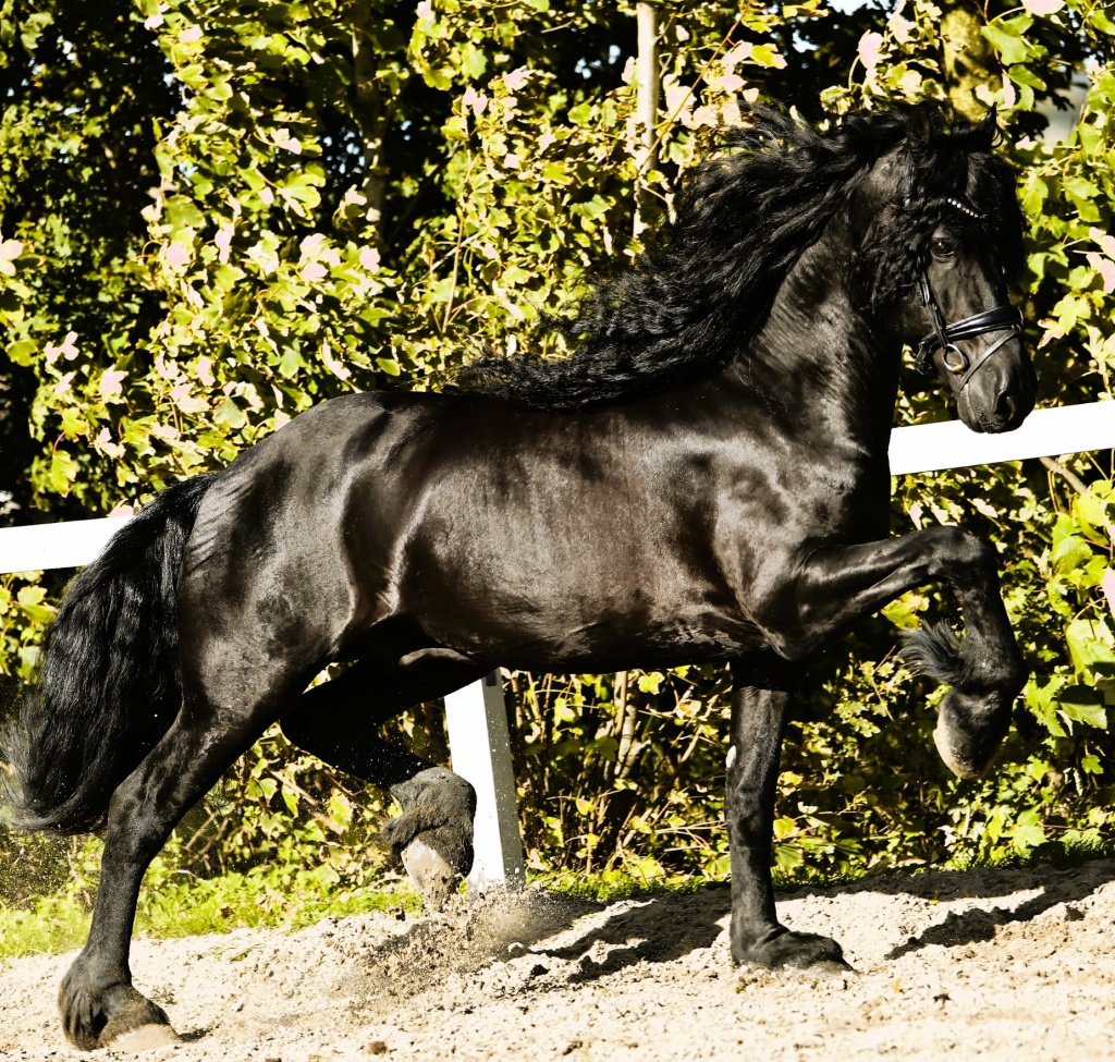 RYDER SPORT - Friesian Horse for Sale