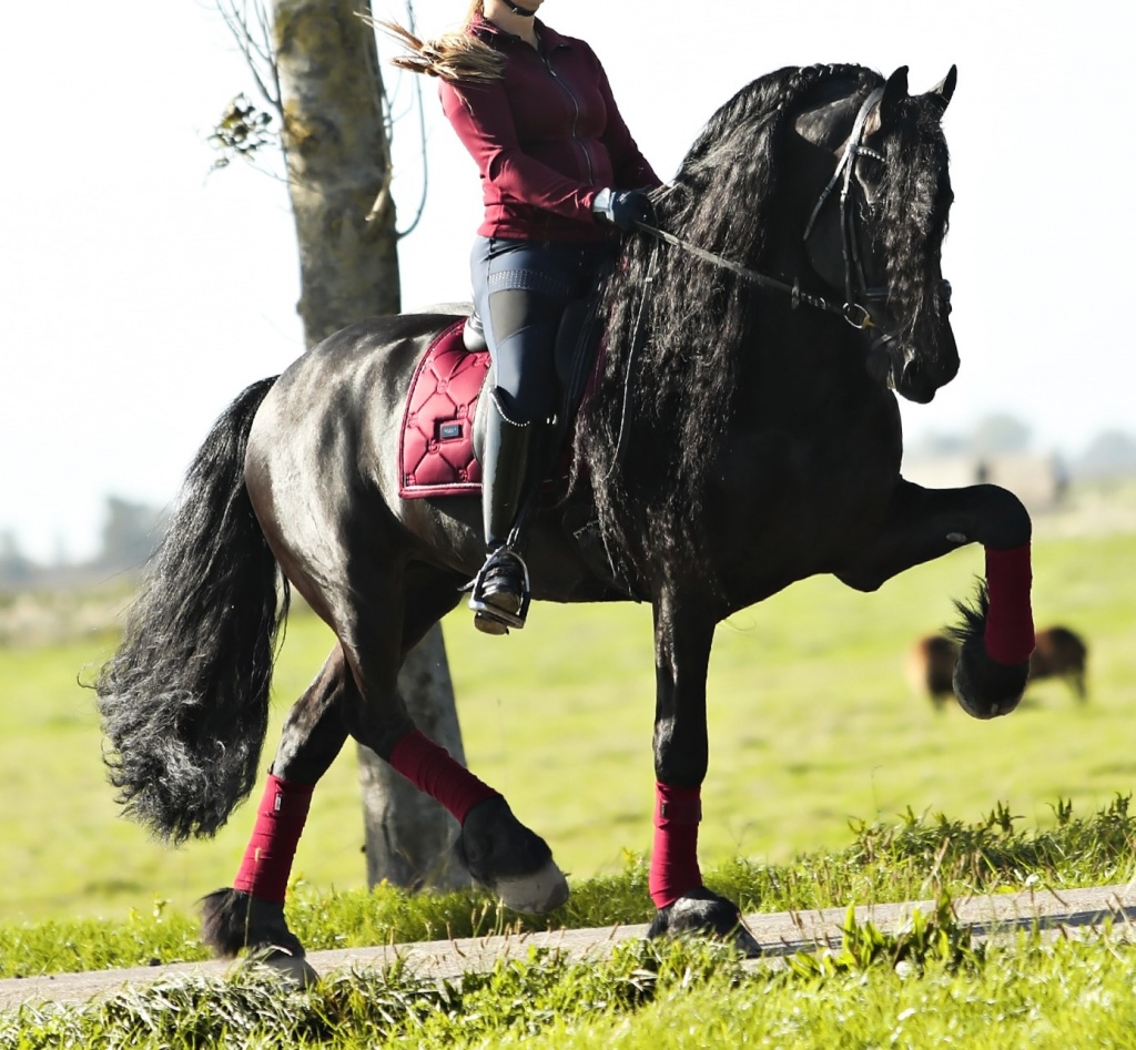 RYDER SPORT - Friesian Horse for Sale