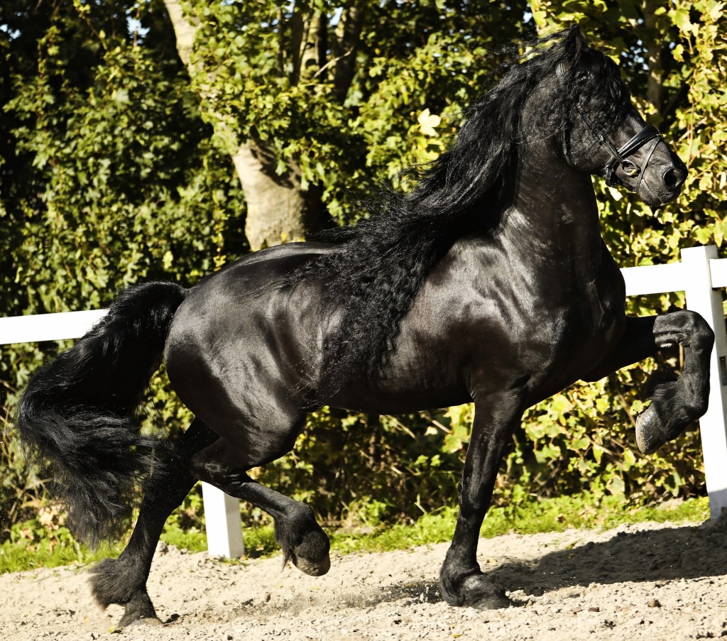RYDER SPORT - Friesian Horse for Sale