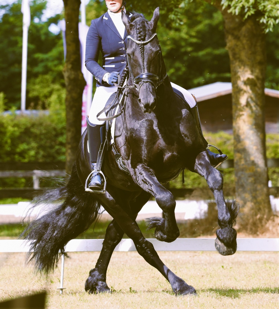 RYDER SPORT - Friesian Horse for Sale