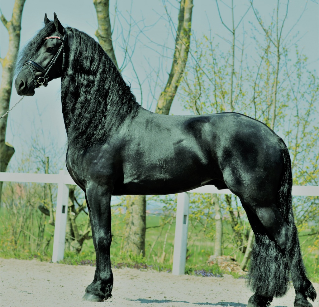 MANOLO STER - Friesian Horse for Sale