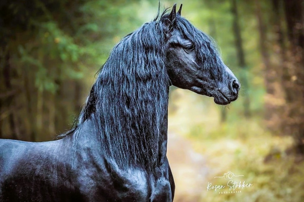Beautiful Friesian Horses Wallpaper