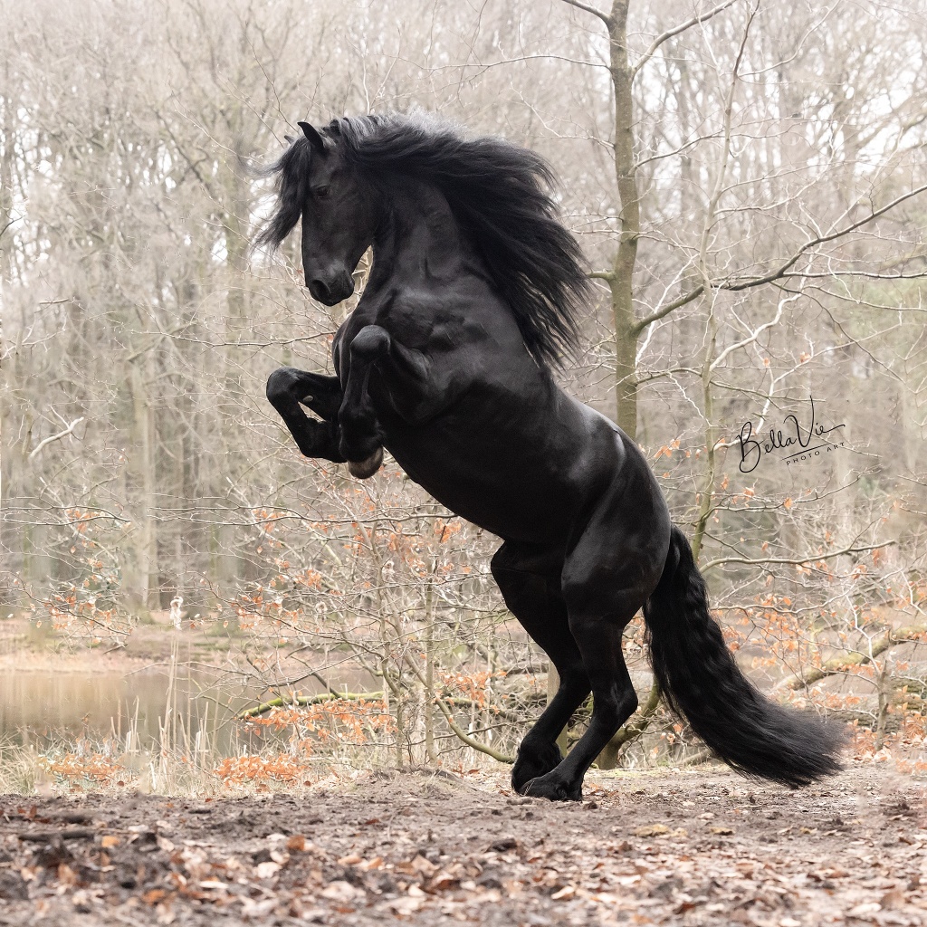 GRIFFIN - Friesian Horse for Sale