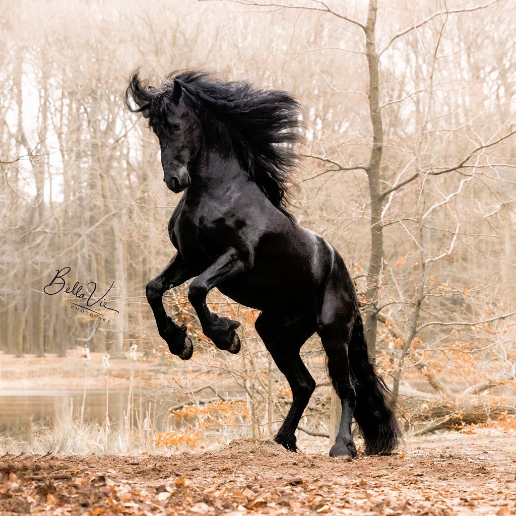 Friesian Horse Rearing