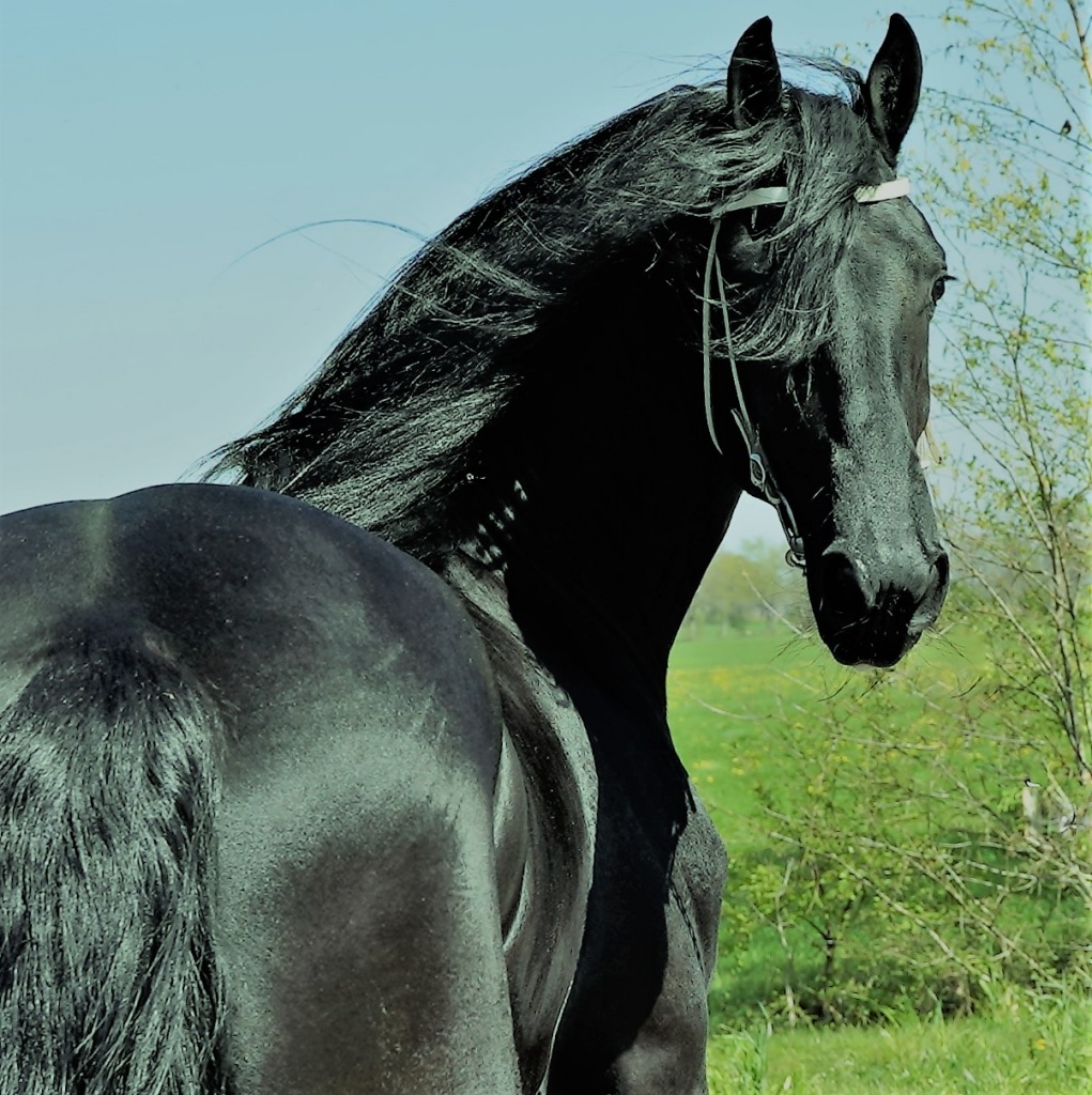 PRADA BSF STER - Friesian Horse for Sale