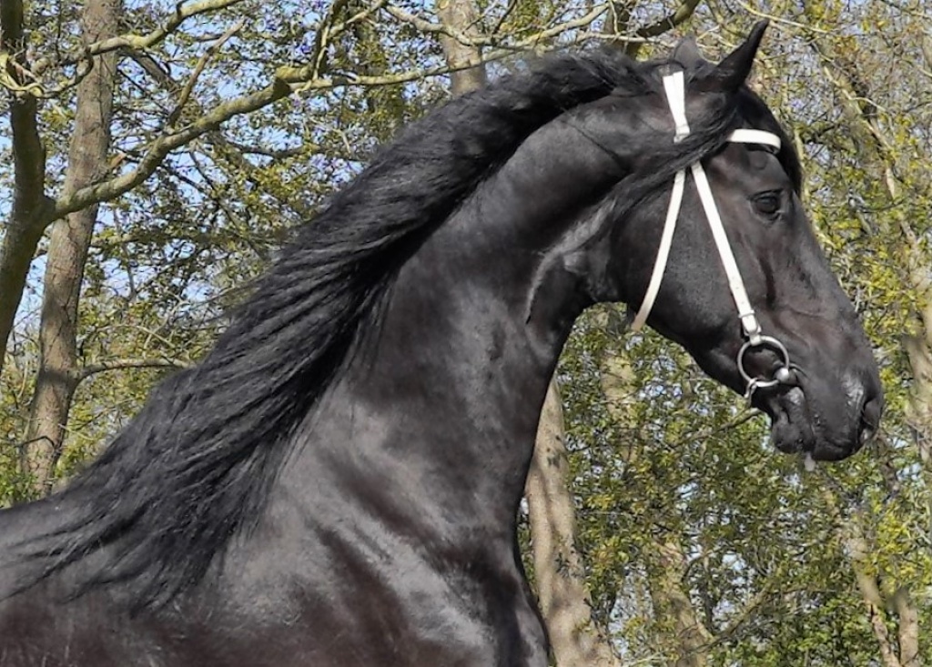 PRADA BSF STER - Friesian Horse for Sale