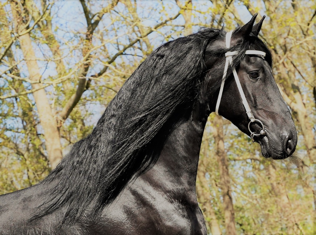 PRADA BSF STER - Friesian Horse for Sale