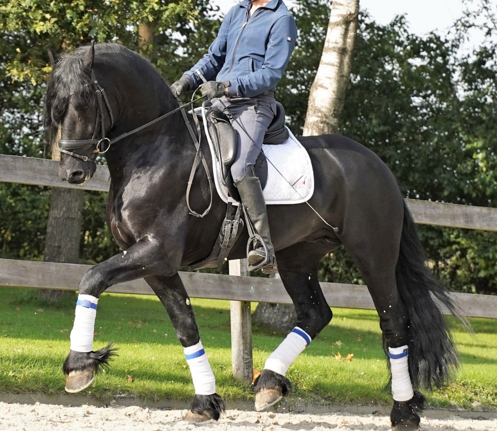 PRADA BSF STER - Friesian Horse for Sale