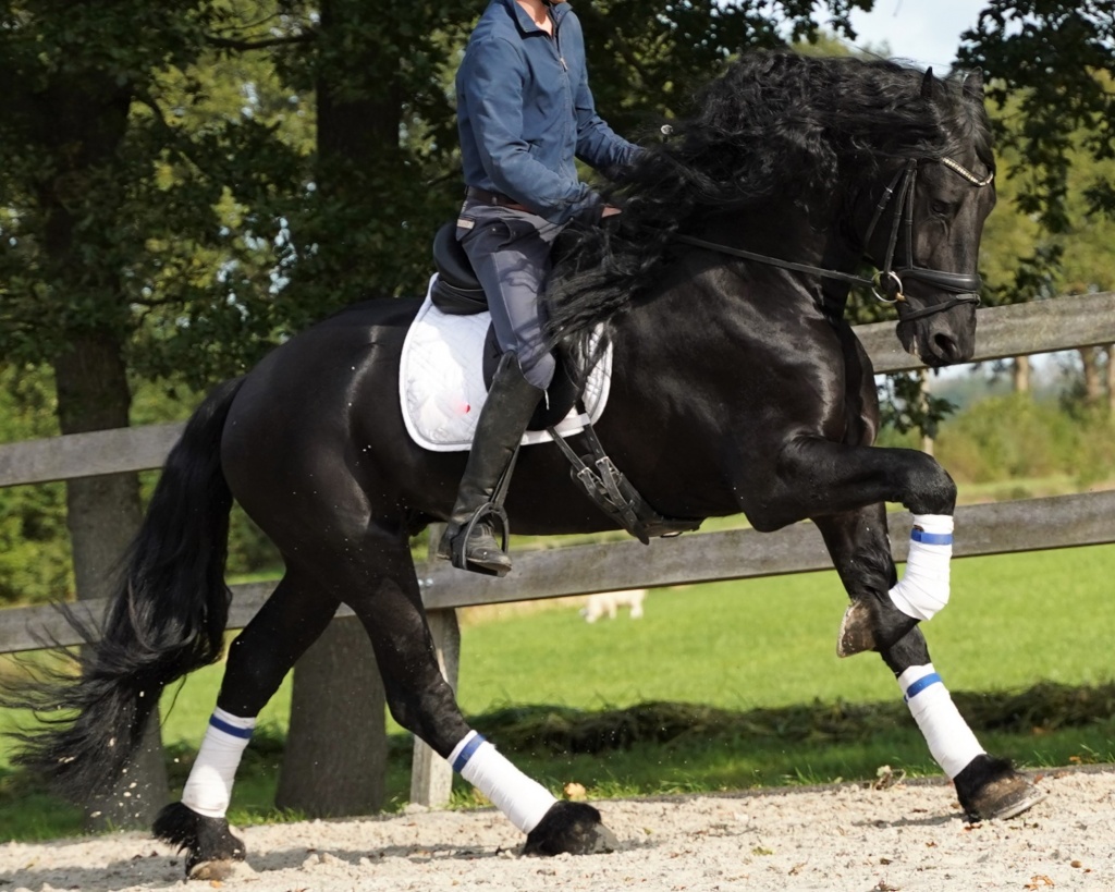 PRADA BSF STER - Friesian Horse for Sale