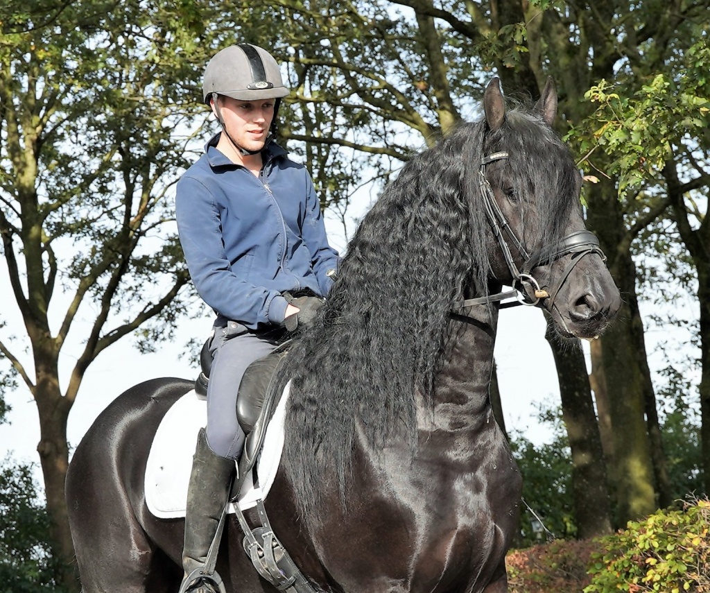 PRADA BSF STER - Friesian Horse for Sale
