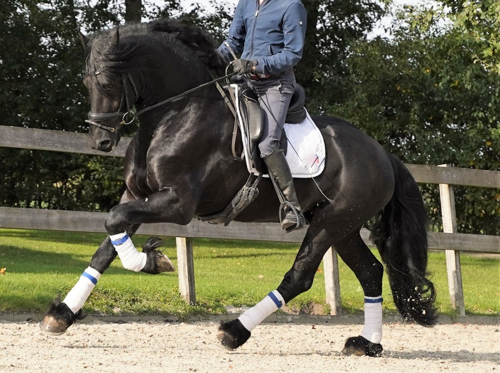 PRADA BSF STER - Friesian Horse for Sale
