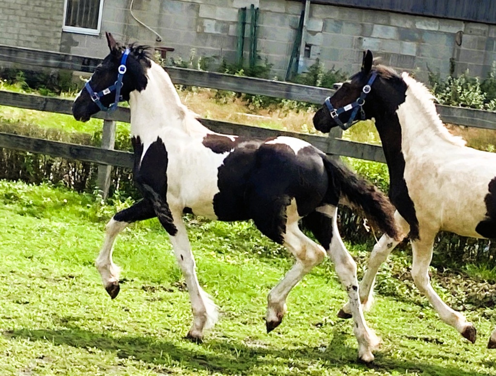 HEINO BP63 - Friesian Horse for Sale