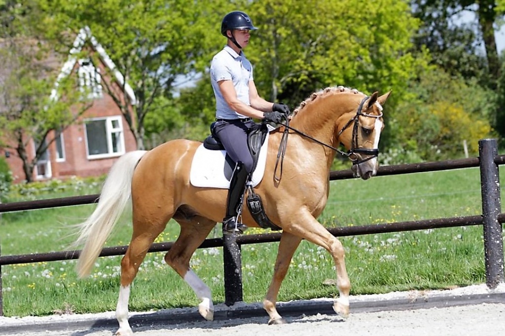 Metallic Gold - Friesian Horse for Sale