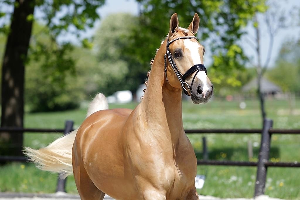 Metallic Gold - Friesian Horse for Sale