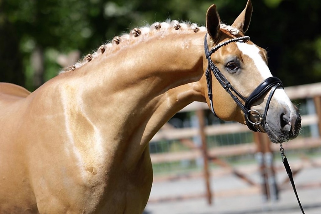 Metallic Gold - Friesian Horse for Sale