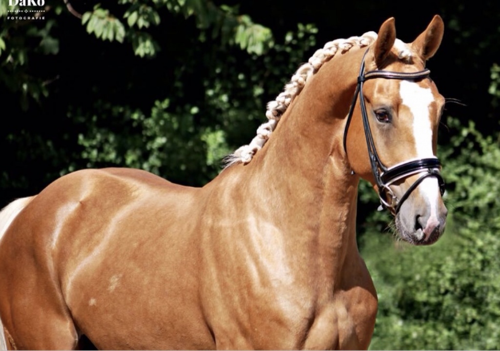 Metallic Gold - Friesian Horse for Sale