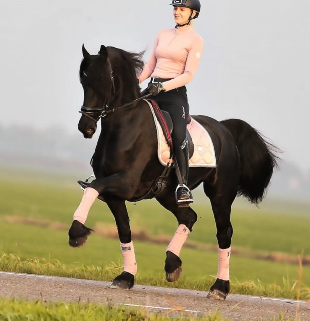 KAYLA - Friesian Horse for Sale