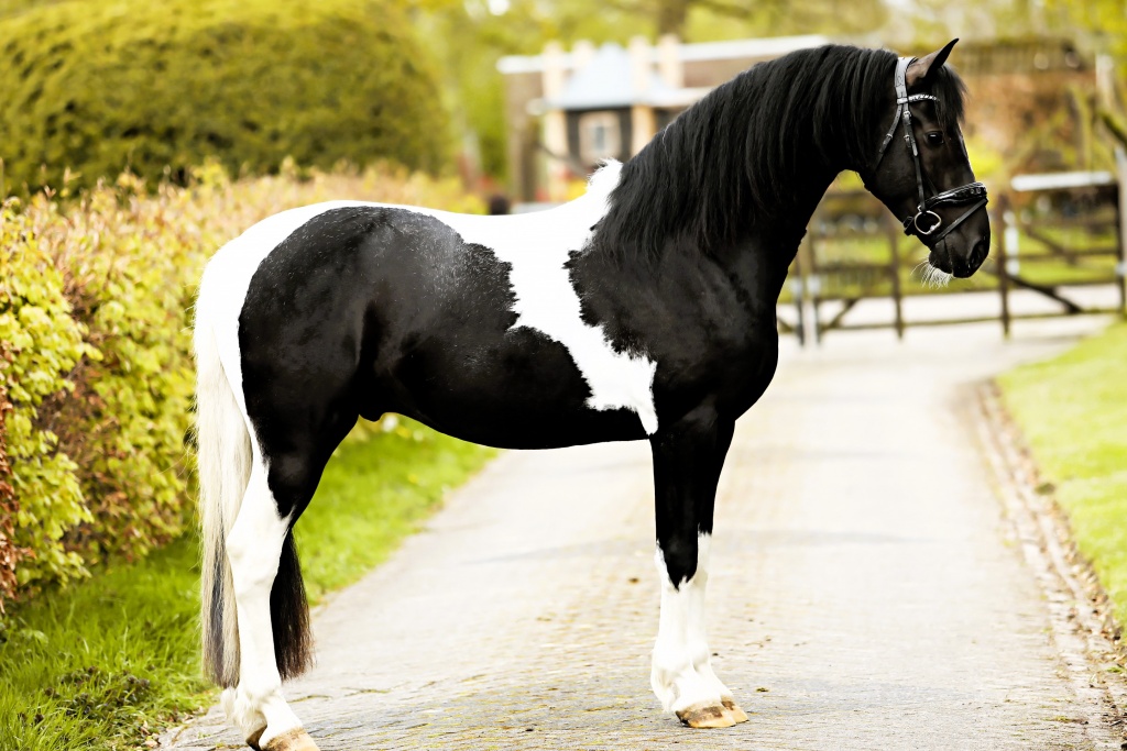 Karl van de Boskant - Friesian Horse for Sale